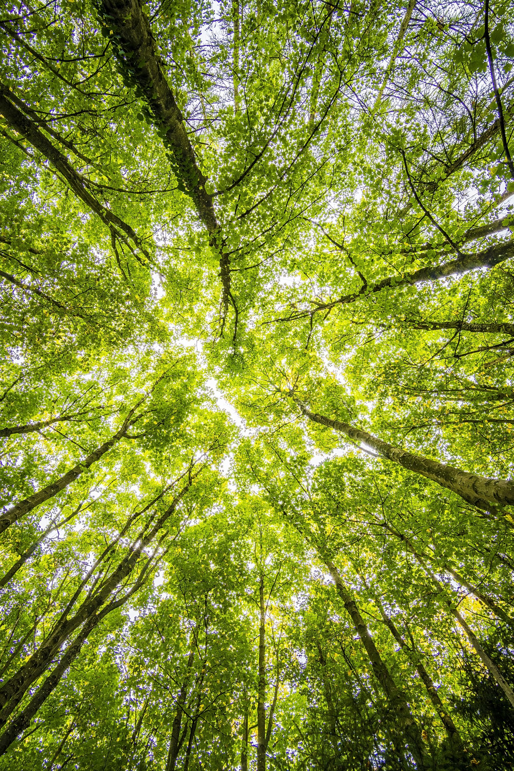 Services - The Canopy Lab