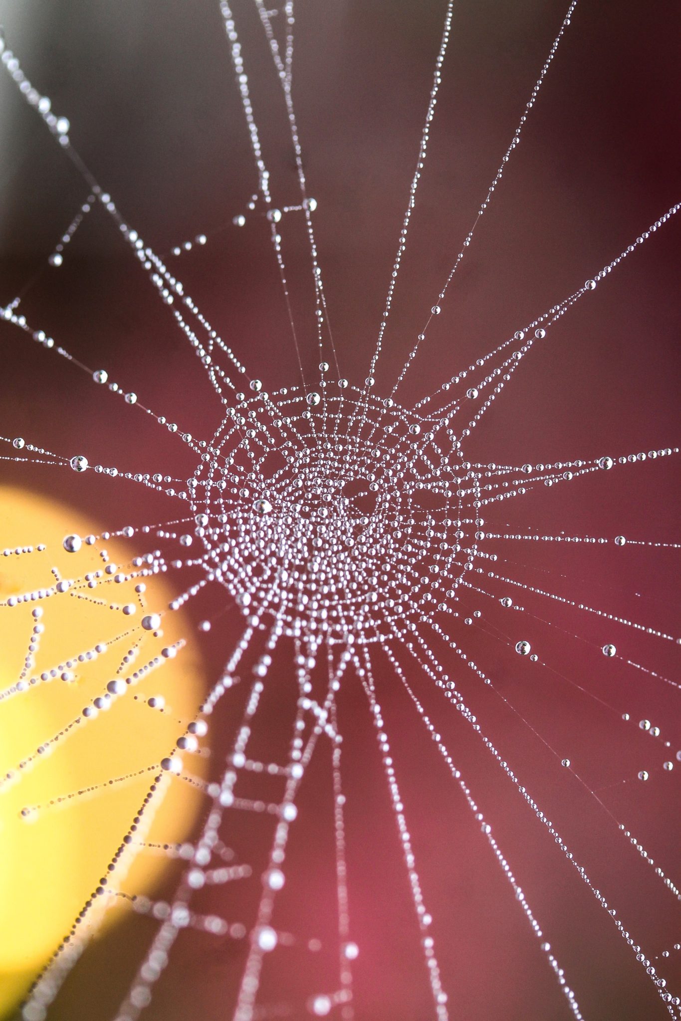 Services - The Canopy Lab